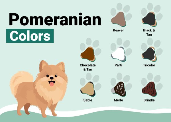 16 Pomeranian Colors & Patterns (With Pictures) – Dogster