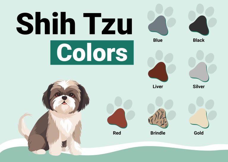 7 Shih Tzu Colors and Patterns (With Pictures) – Dogster