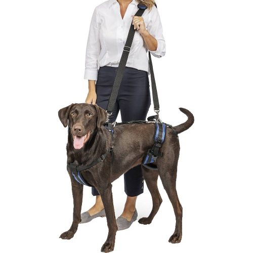 9 Best Dog Lift Harnesses in 2026 - Reviews & Top Picks – Dogster