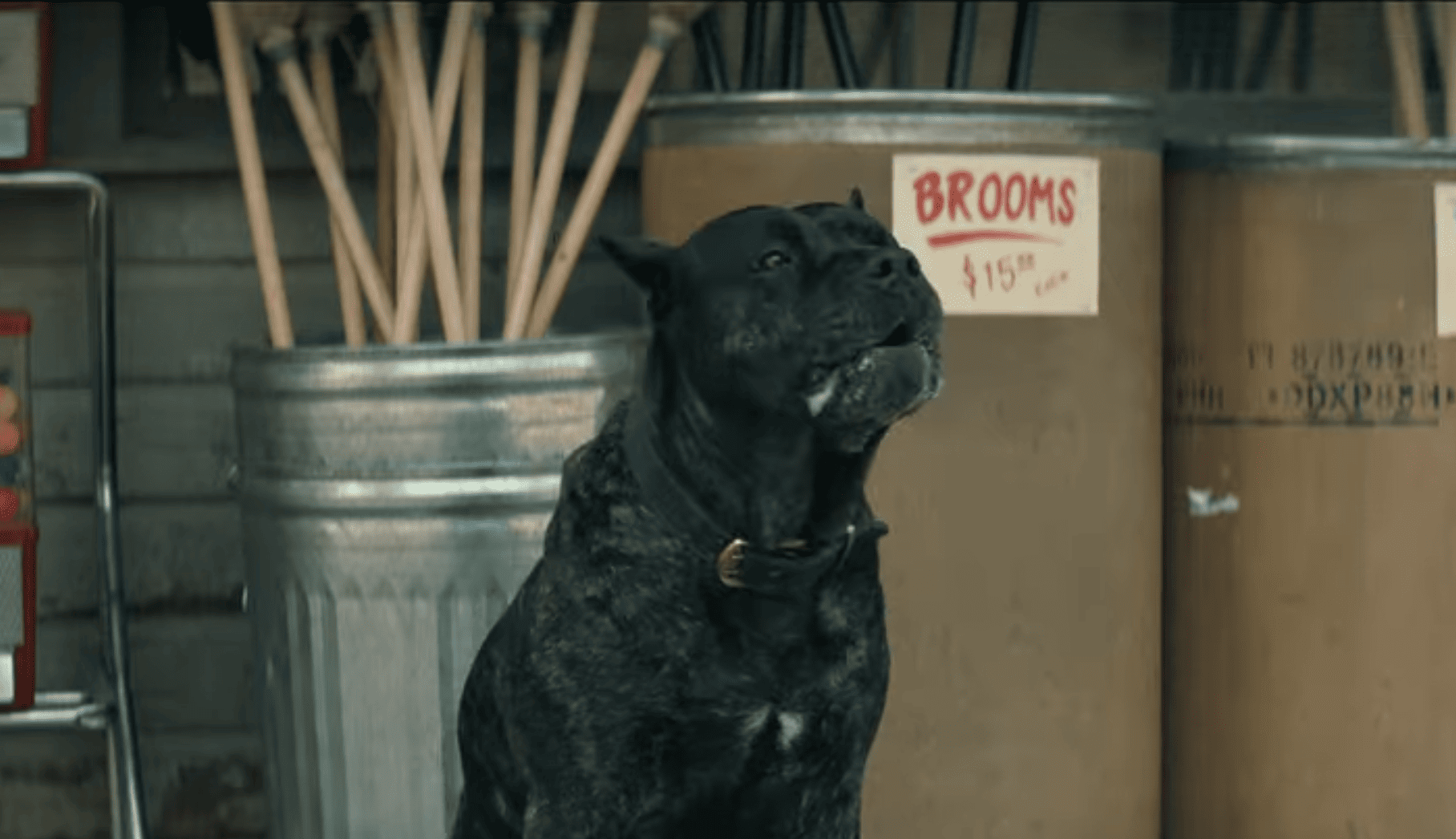 What Breed of Dog Is Pike in Midnight Mass? Famous Dogs Presented – Dogster