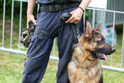 Bomb Sniffing Dogs: What They Do & How They Are Trained – Dogster