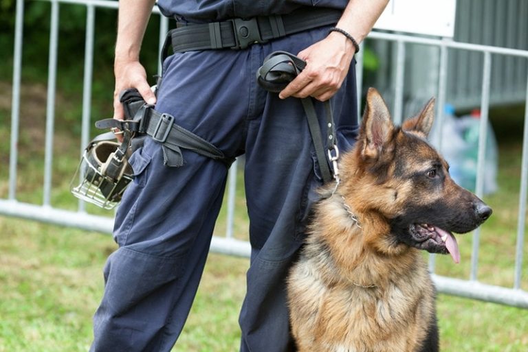 Bomb Sniffing Dogs: What They Do & How They Are Trained – Dogster