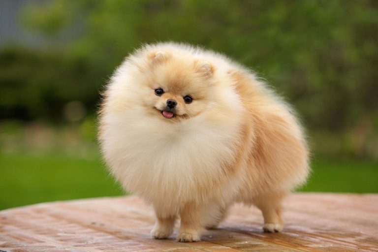 16 Pomeranian Colors & Patterns (With Pictures) – Dogster