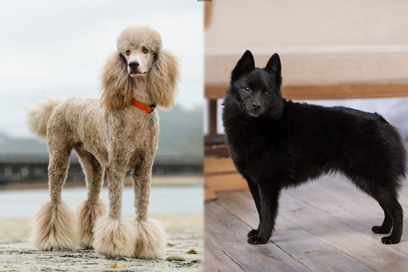Schipper-Poo (Poodle & Schipperke Mix): Info, Pictures, Care & More ...