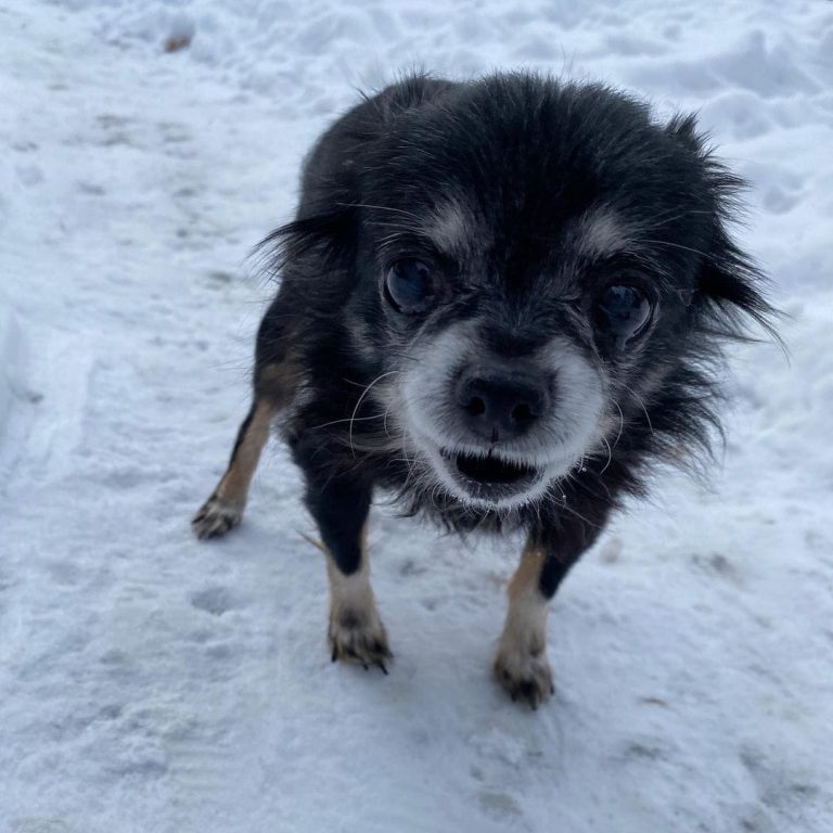 What Breed of Dog Is Pudgy? Famous Internet Pup – Dogster