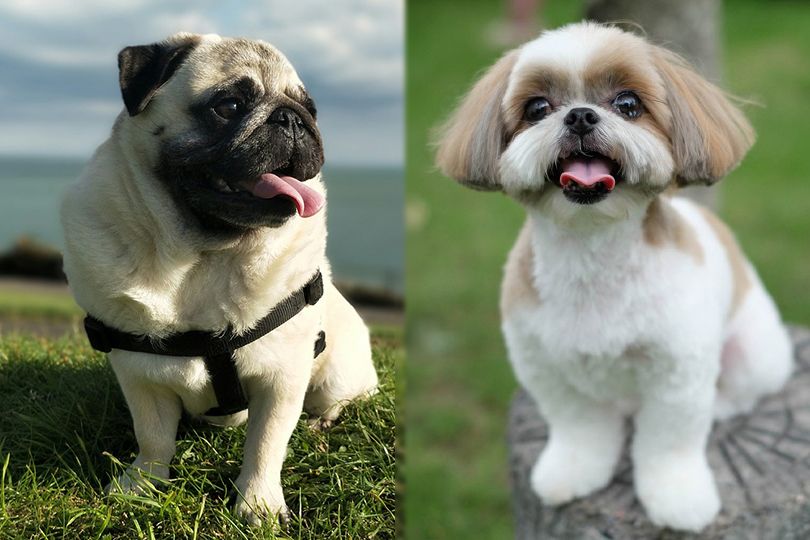 Pug-Zu (Pug & Shih Tzu Mix) Dog Breed: Info, Pictures & Care – Dogster