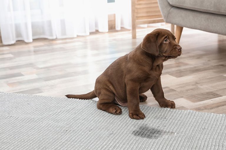 How to Potty Train a Puppy or Dog: Vet-Approved Step-by-Step Guide ...