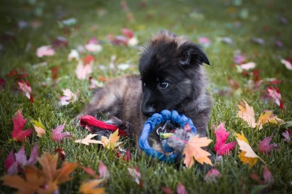 Pyrenean Shepherd Breed Info, Pictures, Traits, & Care – Dogster