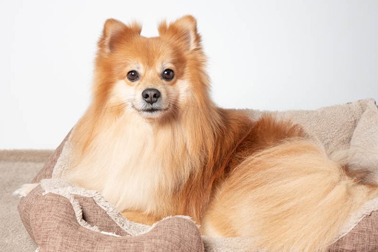 Fox Face Pomeranian: Info, Pictures, Origin & History – Dogster