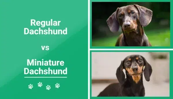 Dachshund vs Miniature Dachshund: The Differences (With Pictures) – Dogster