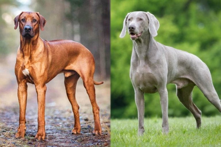 Rhodesian Ridgeback Weimaraner Mix Dog Breed: Info, Pictures, Care & More – Dogster