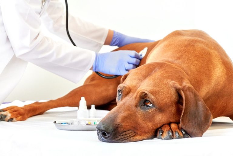 Hookworm in Dogs: Causes, Signs & Treatment Options (Vet Answer) – Dogster