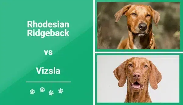 Rhodesian Ridgeback vs. Vizsla: Main Differences (With Pictures) – Dogster