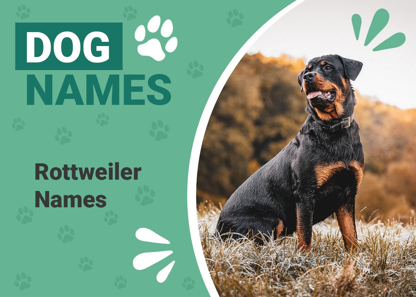 150+ Rottweiler Names: Popular & Strong Ideas for Your Rottie – Dogster