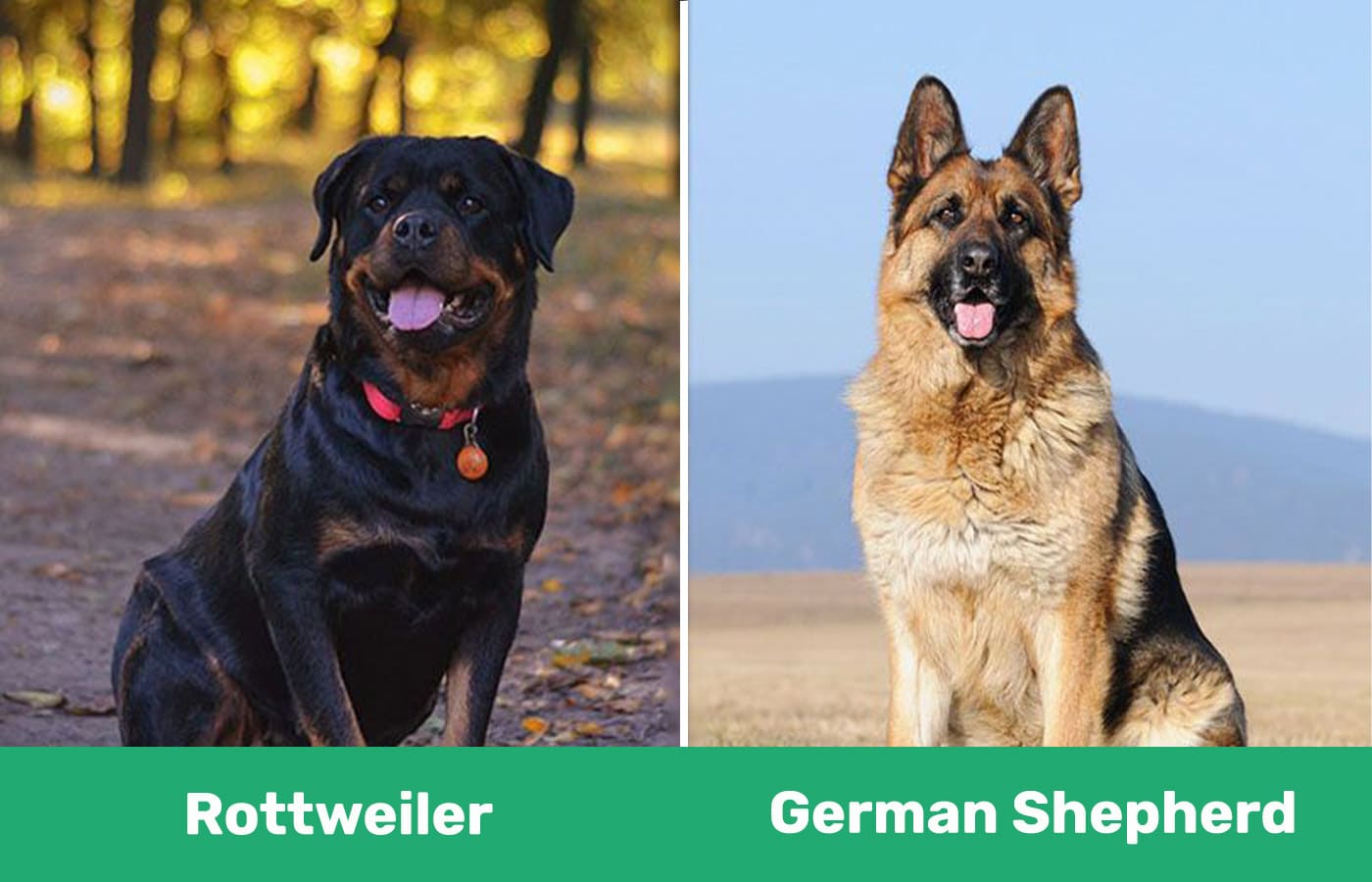Rottweiler vs German Shepherd: The Differences (With Pictures) – Dogster