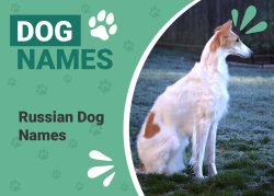 143 Russian Dog Names: Unique Ideas Straight from Moscow – Dogster