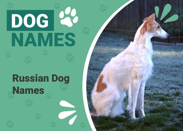 143 Russian Dog Names: Unique Ideas Straight from Moscow – Dogster