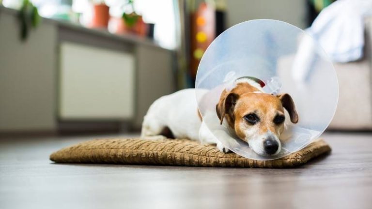 Prednisone for Dogs: Our Vet Explains the Uses, Doses & Side Effects ...
