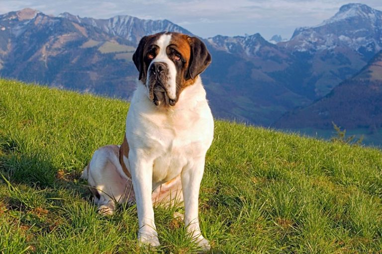 12 Italian Dog Breeds You'll Love (With Info & Pictures) – Dogster