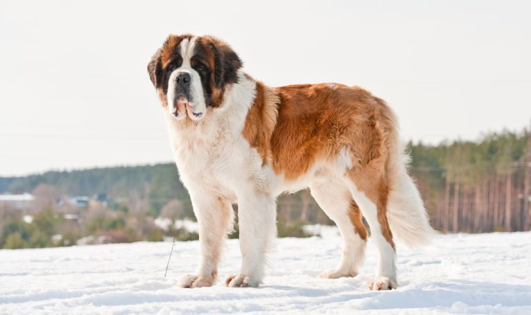 16 Types of Giant Dog Breeds (With Info & Pictures) – Dogster
