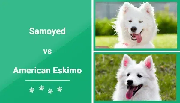 Samoyed vs American Eskimo: The Differences (With Pictures) – Dogster