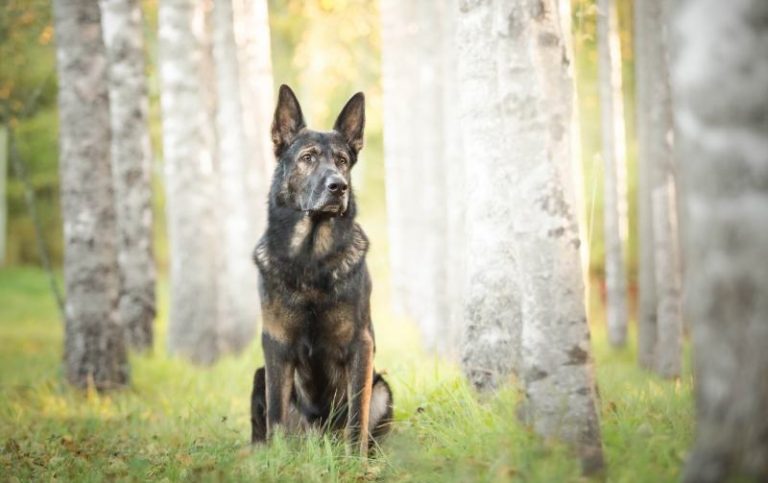 Sarabi Dog: Info, Pictures, Temperament & More – Dogster