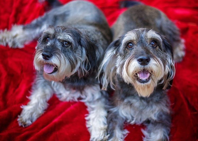 Breeding Father to Daughter Dogs: Vet-Reviewed Risks, Ethics ...