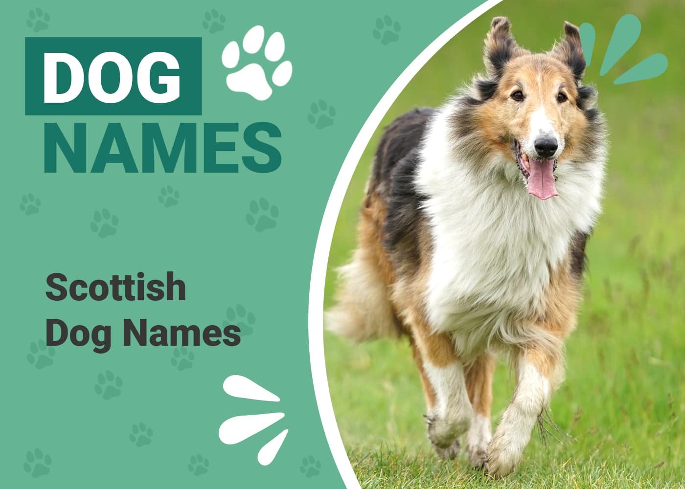 150+ Scottish Dog Names: Female and Male Ideas with Meanings – Dogster