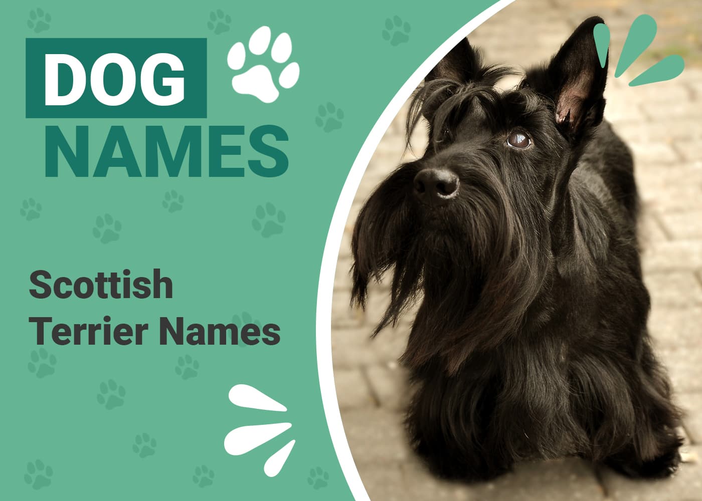 200+ Popular & Unique Scottish Terrier Names – Dogster