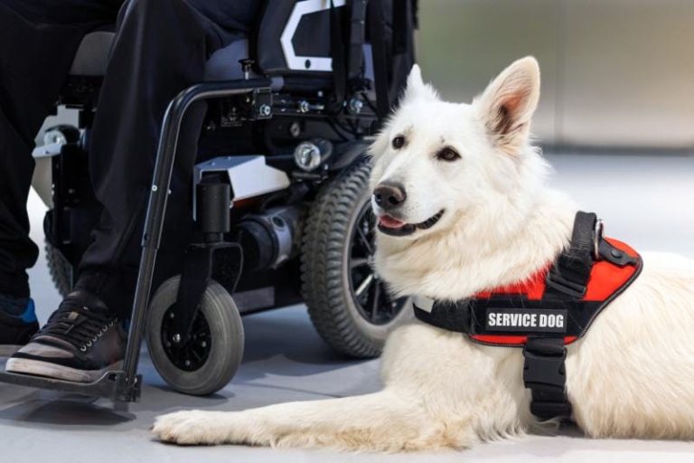 10 Remarkable Service Dog Statistics in 2026: Training, Costs & FAQ ...