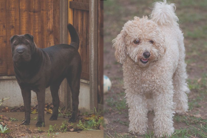 Shar-Poo (Shar-Pei & Poodle Mix): Info, Pictures, Care & More – Dogster