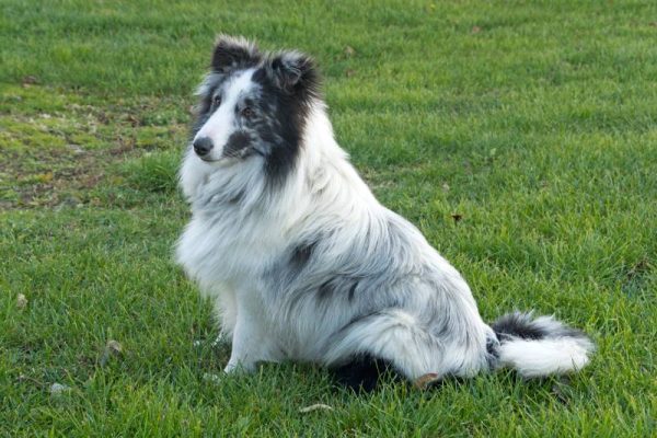 8 Amazing Sheltie Colors (With Pictures) – Dogster