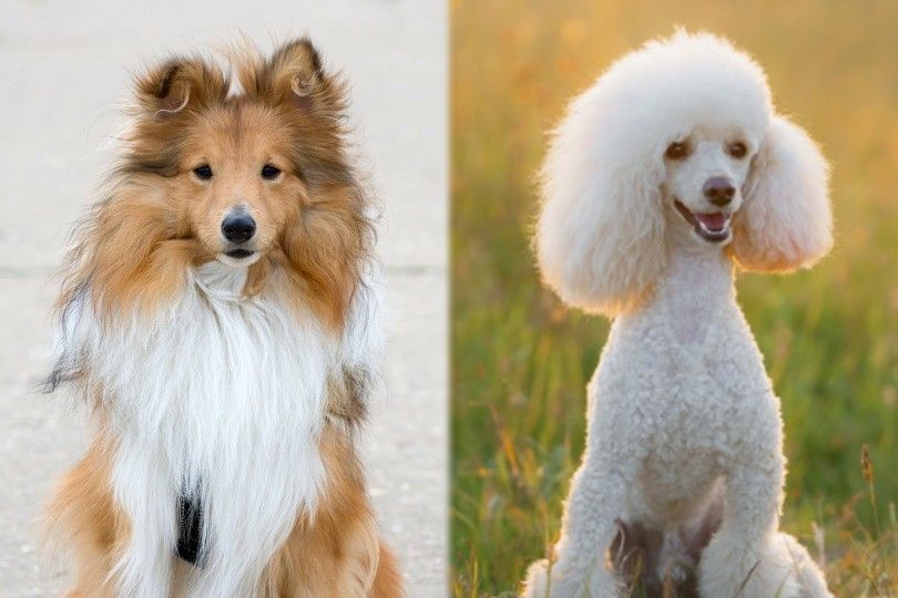 Sheltidoodle Dog Breed: Info, Pictures, Care & Traits – Dogster