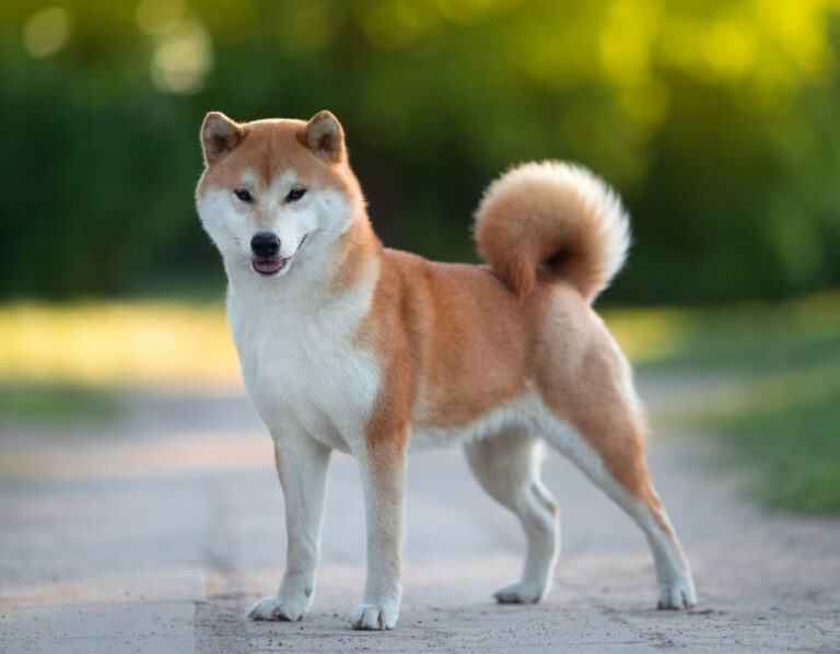 What Kind of Dog Is Doge From Dogecoin? Facts, Pictures & Breed Info ...
