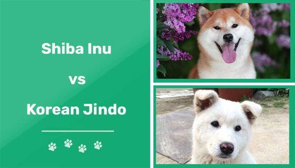 Shiba Inu vs Korean Jindo: Differences Explained (With Pictures) – Dogster