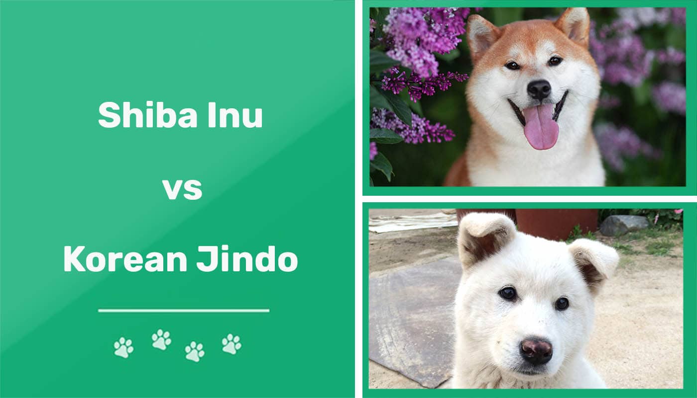 Shiba Inu vs Korean Jindo: Differences Explained (With Pictures) – Dogster