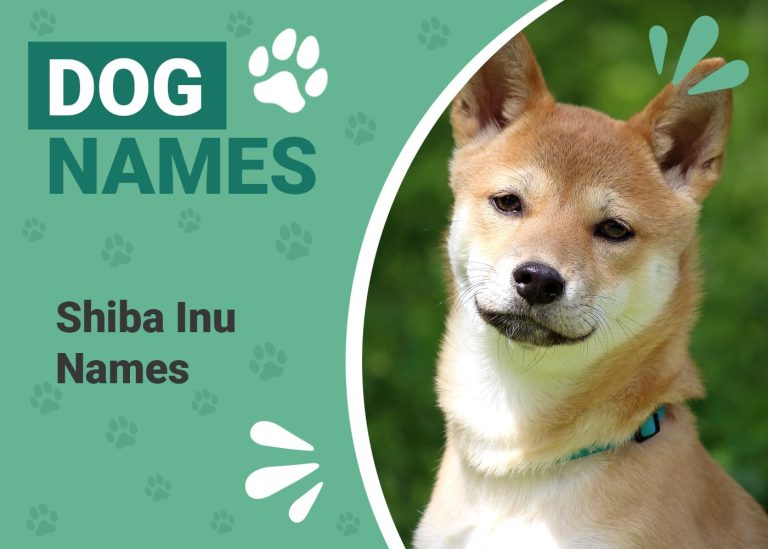 140+ Popular & Unique Shiba Inu Names for Your Foxy Pup – Dogster