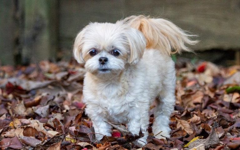 How Much Does a Shih Poo Cost? 2026 Price Guide – Dogster