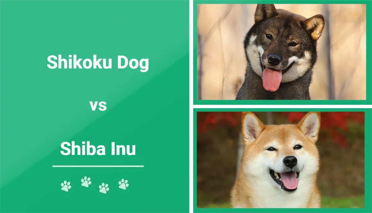 Shikoku Dog vs. Shiba Inu: Differences Explained (With Pictures) – Dogster