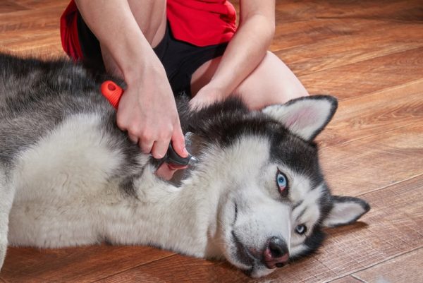 Husky Grooming Tips to Help Control Shedding (Vet-Approved) – Dogster