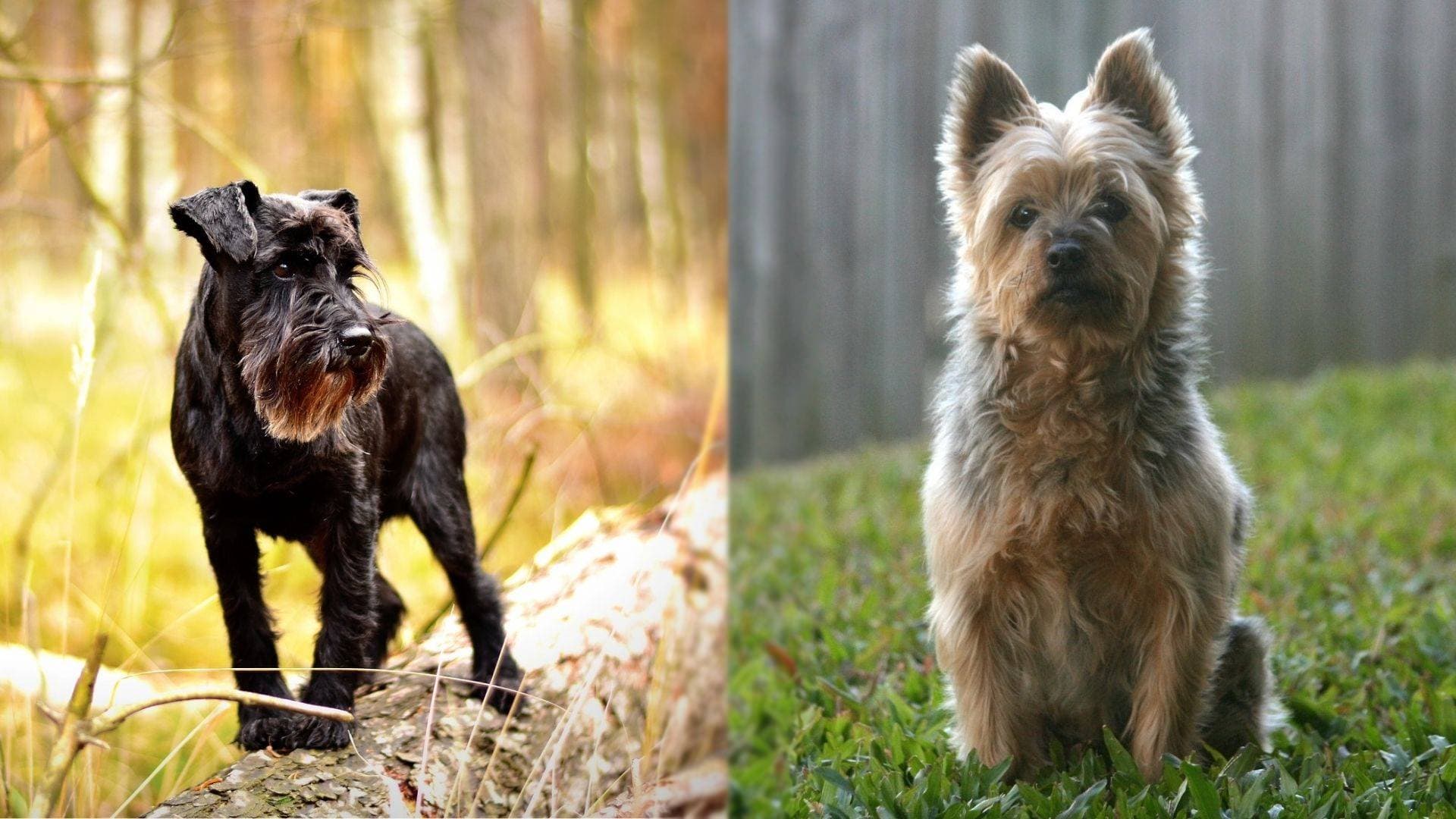 Silkzer (Miniature Schnauzer & Silky Terrier Mix): Info, Pictures, Care ...