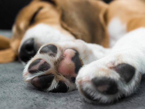 Do Dogs Sweat? How Do They Cool Down? Vet-Verified Facts – Dogster