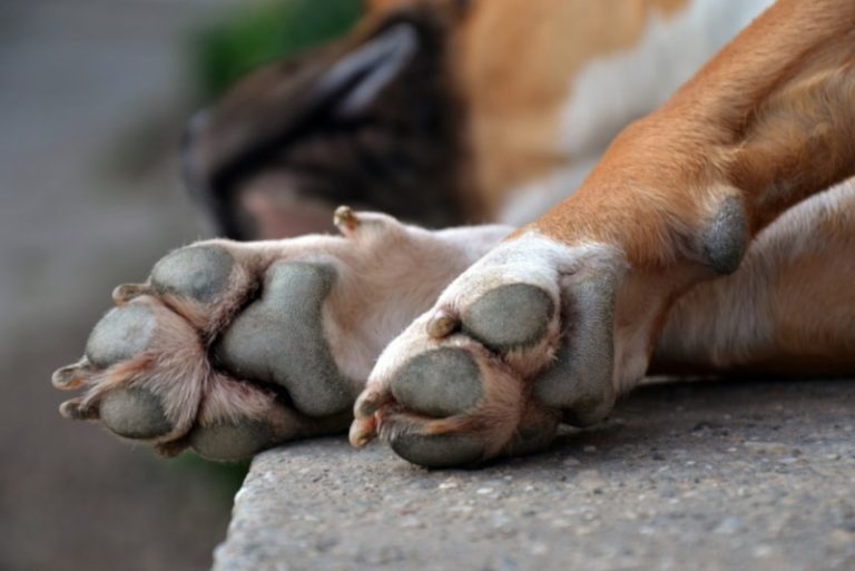 Why Do Dogs Cross Their Paws: 6 Likely Reasons – Dogster