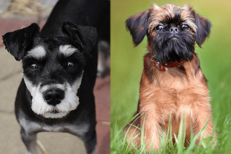 Sniffon (Miniature Schnauzer & Brussels Griffon Mix): Info, Pictures ...
