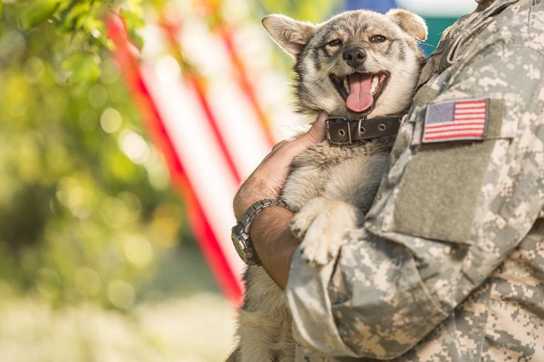 11 Popular & Famous Military Dogs (With Info & Pictures) – Dogster
