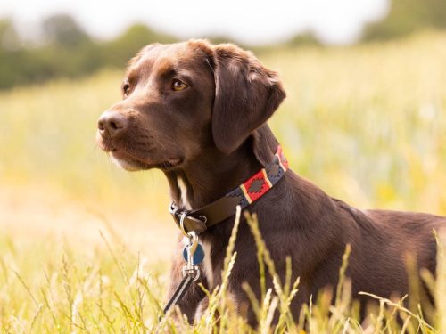 Springador (Springer Spaniel & Labrador Mix): Info, Pictures, Care ...