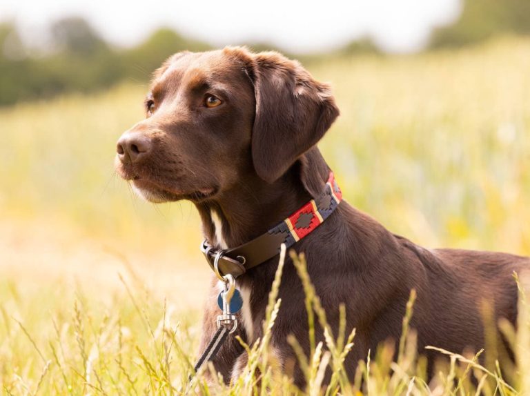 Springador (Springer Spaniel & Labrador Mix): Info, Pictures, Care ...