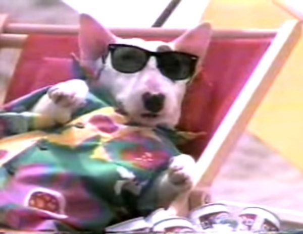 What Kind of Dog Breed Was Spuds MacKenzie? Celebrity Dogs Presented ...