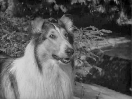 What Breed of Dog Was Lassie? Famous TV Character Facts & FAQ – Dogster