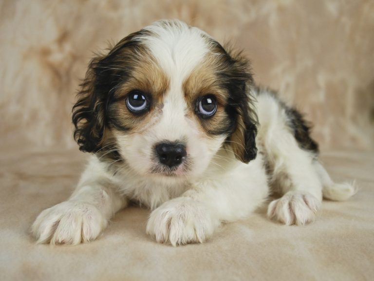 Cavachon Dog Breed: Info, Pictures, Facts, & Traits – Dogster